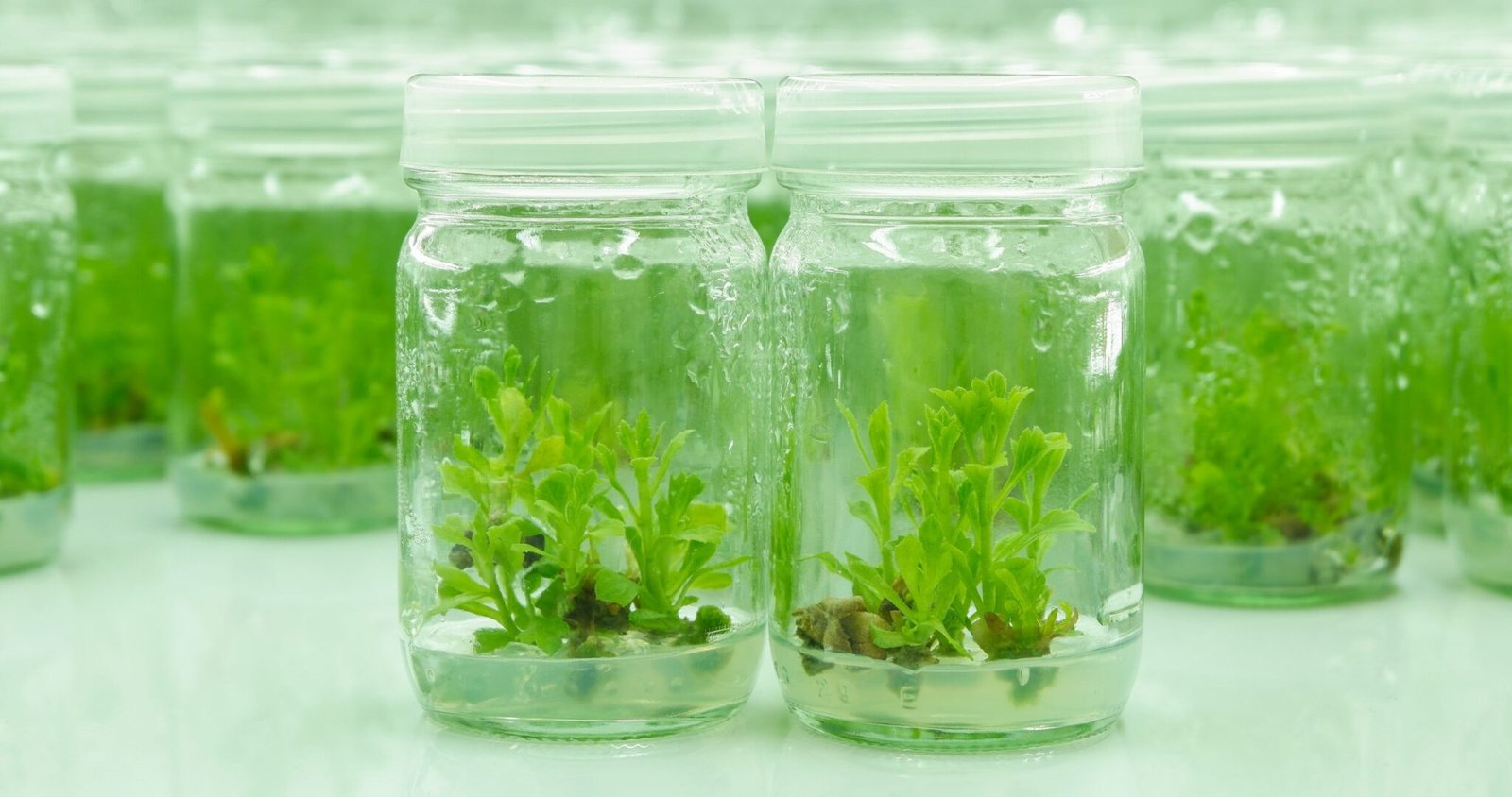 Plant Tissue Culture Media - SUPERWORTH BIO